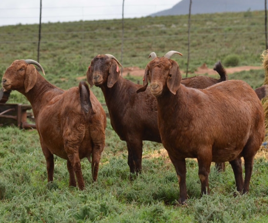 Kalahari Red Goat - BB IMPORTERS & EXPORTERS